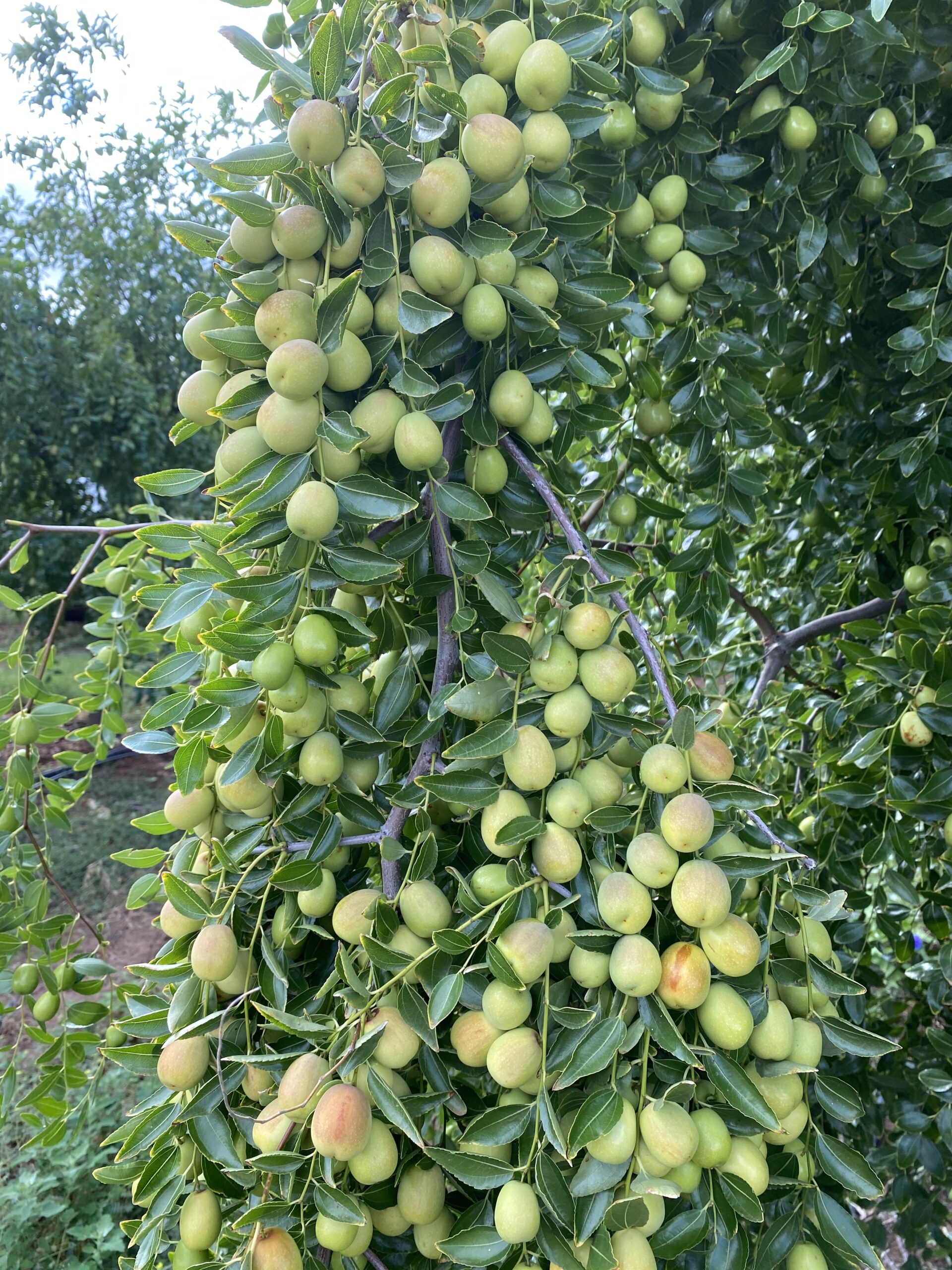 Welcome to Jujube Nursery Mildura | Jujube Trees Mildura